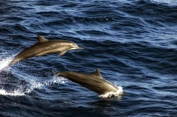 Lumba-Lumba Punya Hak Sama Seperti Manusia - National Geographic