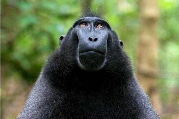 Jati - National Geographic