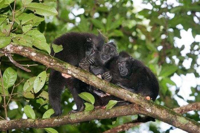 Yaki - National Geographic