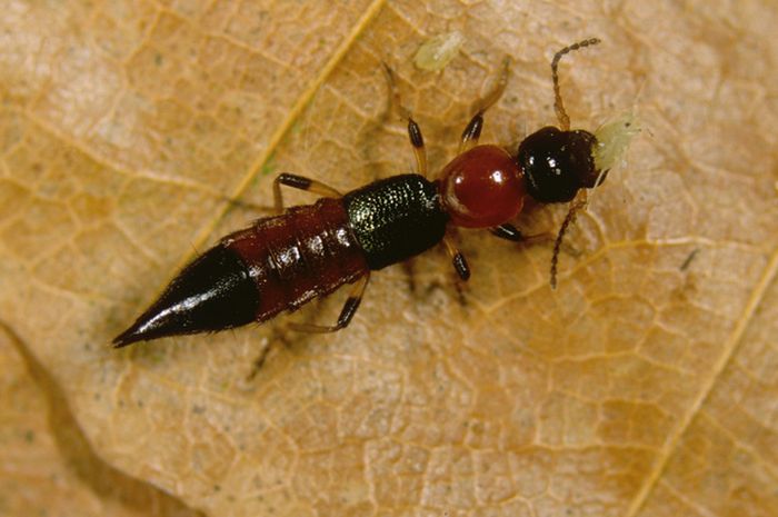 Cara Penanganan Racun Tomcat - National Geographic