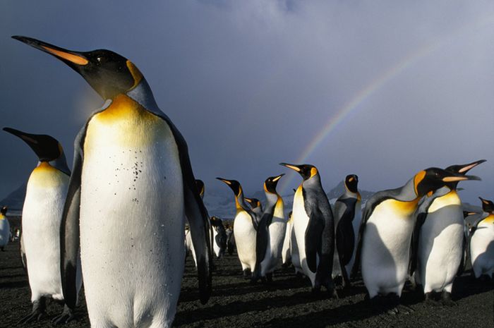 Perebutan Wilayah Tiga Spesies Penguin - National Geographic