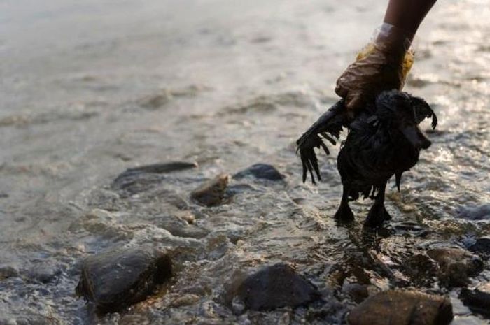 Spesies Mutan Bermunculan di Teluk Meksiko - National Geographic