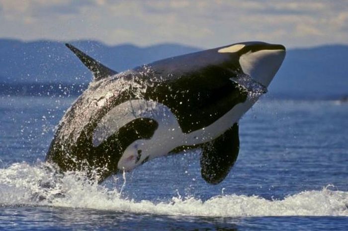 Orca Putih Dewasa Ditemukan di Rusia - National Geographic
