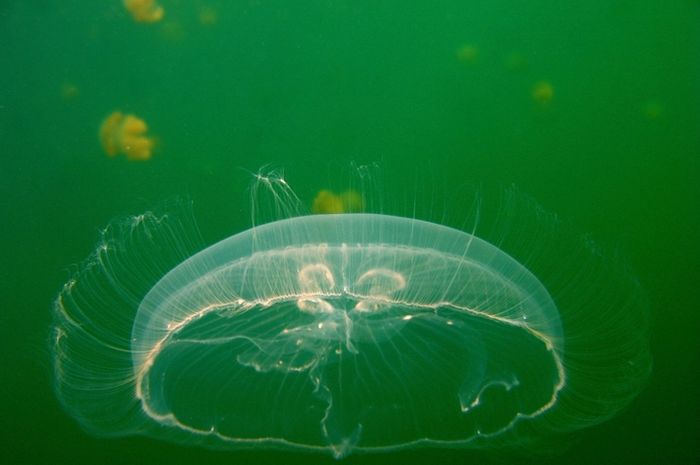 Terungkap, Misteri Monster Laut di YouTube - National Geographic