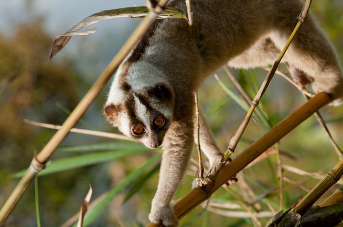 Tentang Kukang - National Geographic