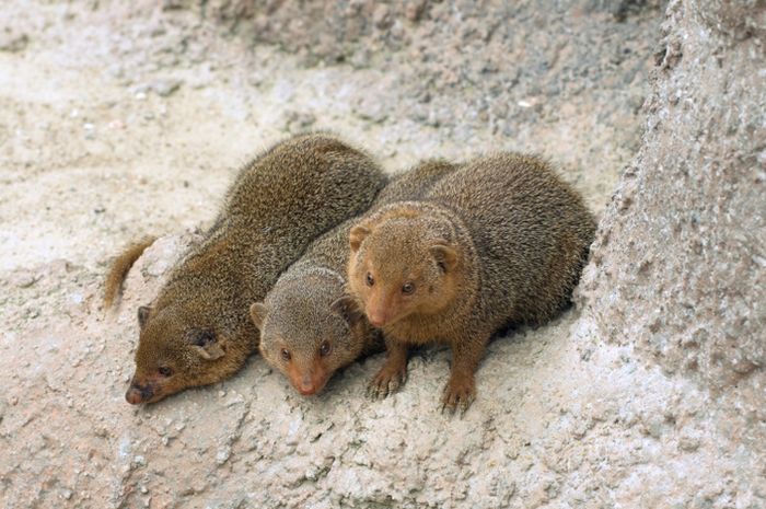 Ditemukan, Spesies Cerpelai Langka di Aceh - National Geographic