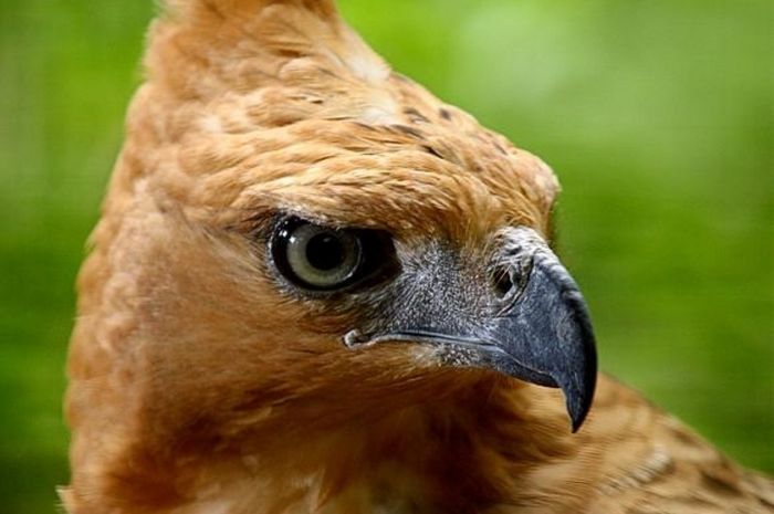 Jenis Elang di Merapi Masih Lengkap - National Geographic