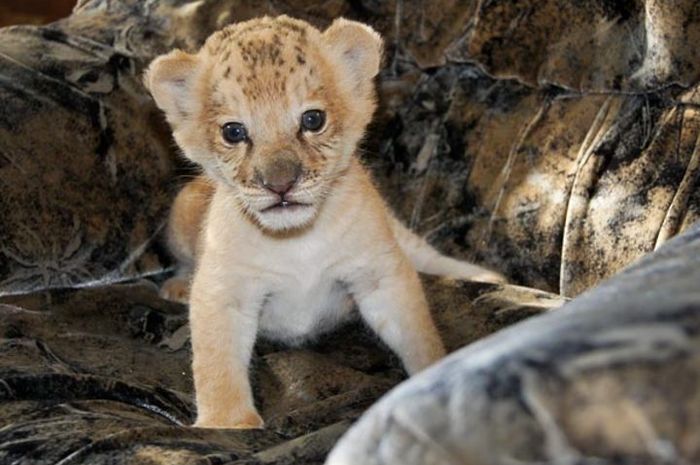 Liger, Zebroid, dan Beruang Grizzly-Kutub Adalah Tiga Dari Sekian ...