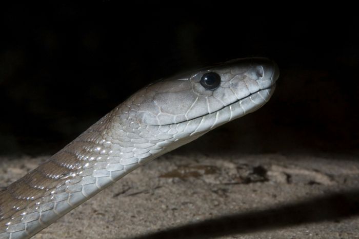 Ular Mamba Hitam Bakal Menggantikan Morfin - National Geographic