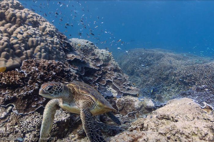 RangerBot, Robot Calon Penjaga Great Barrier Reef - National Geographic
