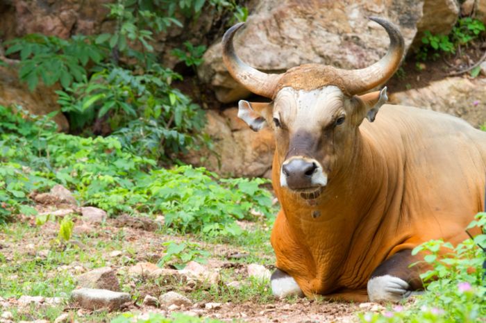 Banteng di Pangandaran Tinggal Satu Ekor - National Geographic