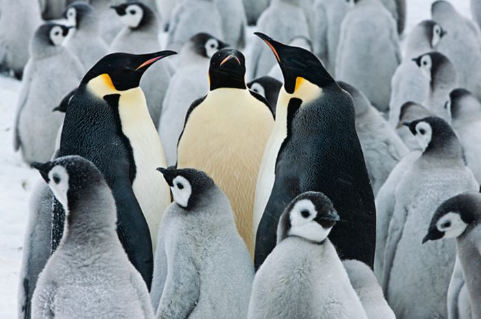Penguin dan Sayap yang Berevolusi - National Geographic