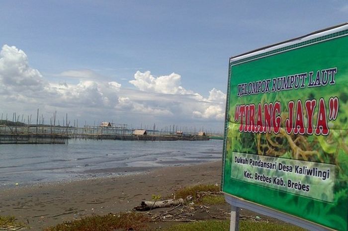 Segara Anakan Dijadikan Pusat Studi Mangrove - National Geographic