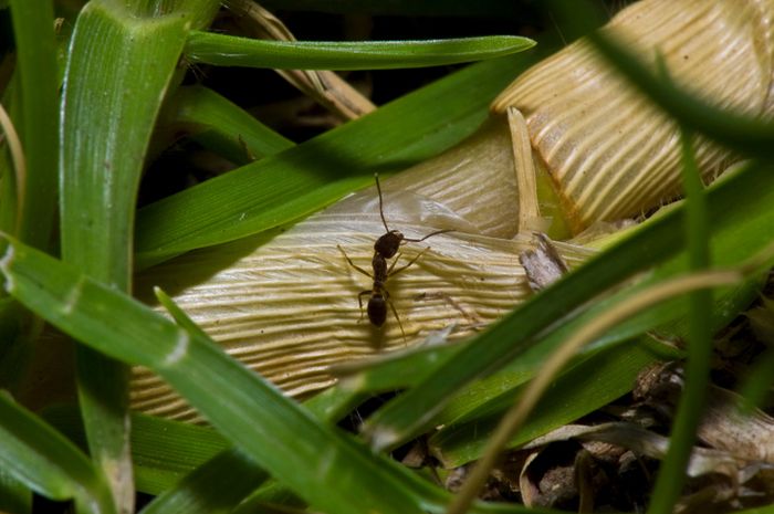 Semut Punya Koordinator Saat Mengangkut Beban - National Geographic