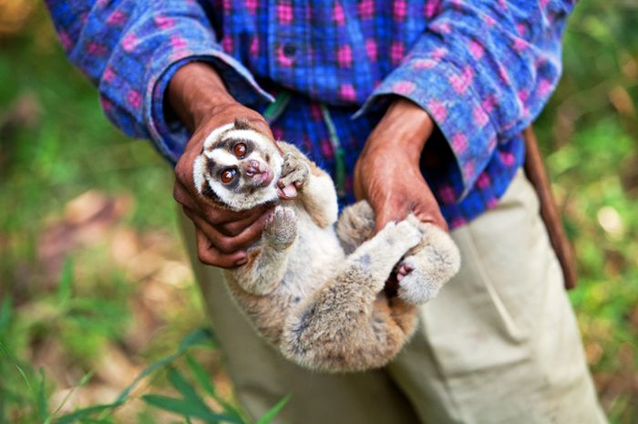 7 Fakta Unik tentang Kukang - National Geographic