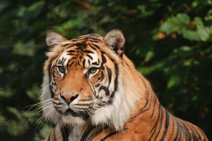 Harimau Sumatra Semakin Mendekati Kepunahan - National Geographic