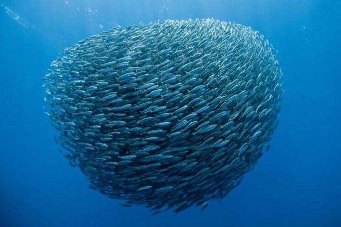 Samudra Atlantik - National Geographic