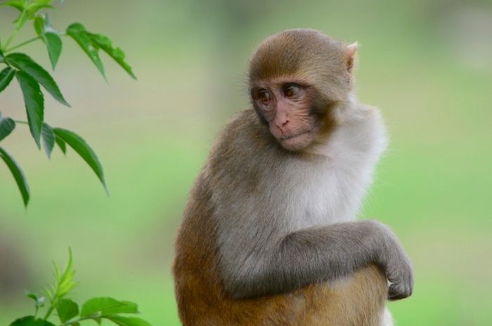 Bulan Depan, Monyet Akan Kembali ke Luar Angkasa - National Geographic