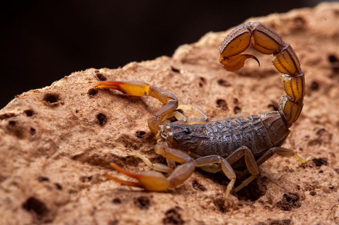 Makin Banyak Spesies Kalajengking Baru Ditemukan - National Geographic