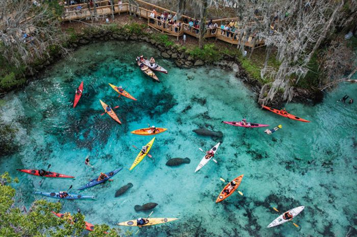 Wisata manatee - National Geographic