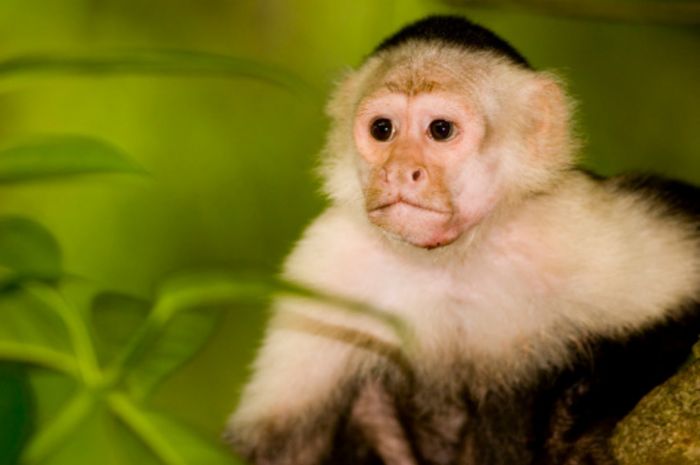 Monyet Capuchin Bisa Iri Jika Temannya Miliki Makanan Lebih - National ...