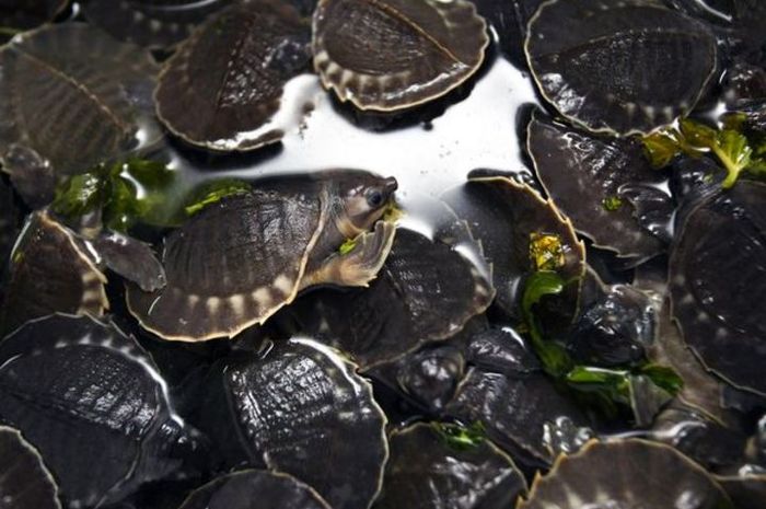 Kura-Kura Moncong Babi, si Spesies Langka dari Papua - National Geographic