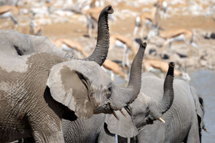 Meski Memiliki Tubuh Besar, Gajah Ternyata Takut Kepada Lebah ...