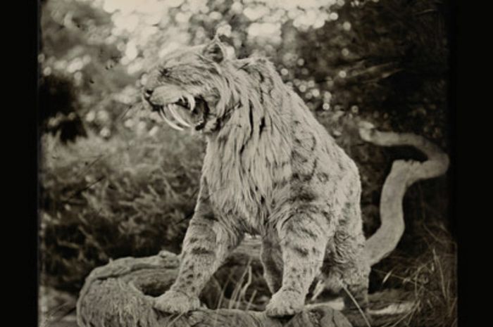 ( Smilodon fatalis ) - National Geographic