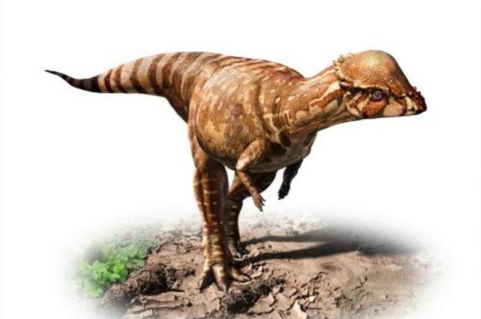 Acrotholus, Spesies Dinosaurus Baru Sebesar Anjing - National Geographic