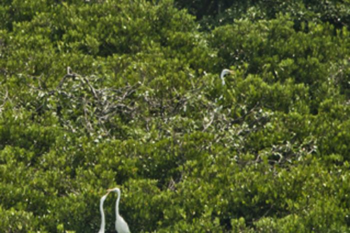 Pemerintah Diminta Transparan Soal Tanggul Laut - National Geographic