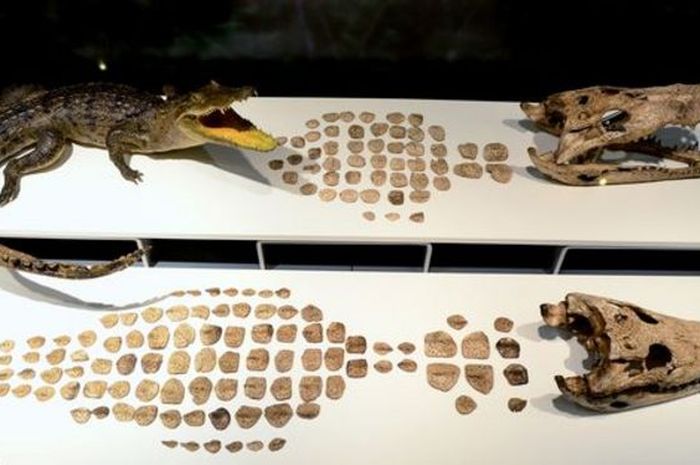 Hewan-Hewan Sesaji Suku Aztek (I) - National Geographic