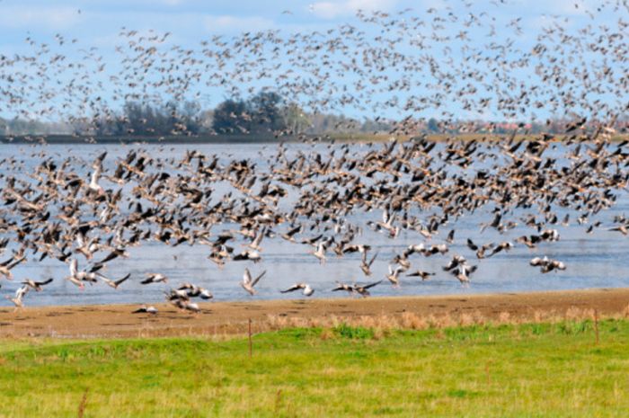 Mengapa Burung Bermigrasi? - National Geographic