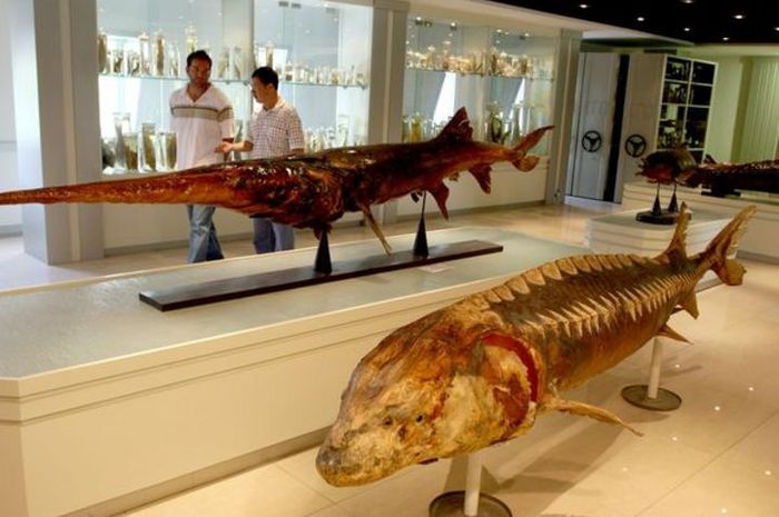 Mempertahankan Raksasa-Raksasa Air - National Geographic