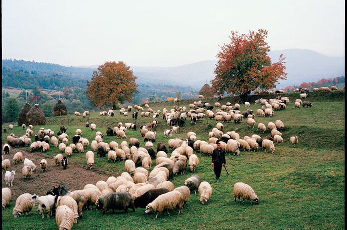 Biri-biri - National Geographic