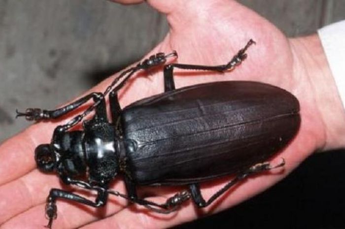 Gigitan Serangga Ini Sanggup Patahkan Pensil! - National Geographic