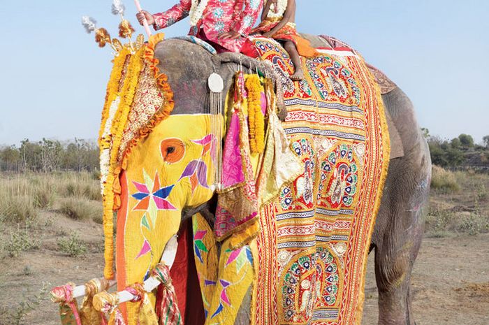 Deskripsi gajah - National Geographic