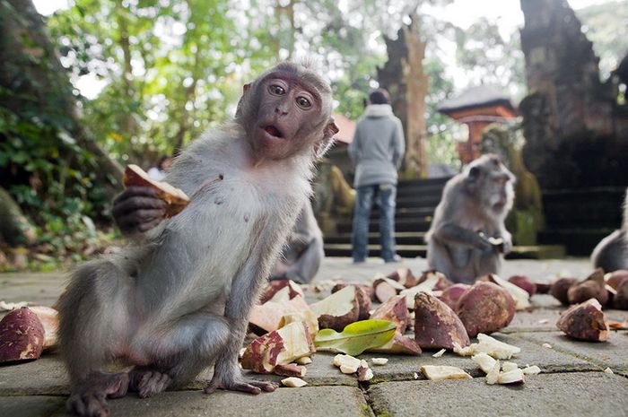 Monyet dengan Transplantasi Ginjal Babi Bertahan Lebih dari Dua Tahun ...