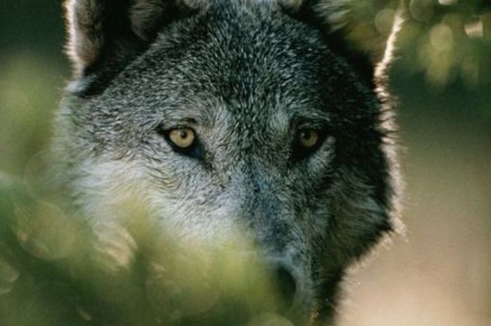 Benarkah Hanya Ada Satu Spesies Serigala Asli di Amerika? - National ...