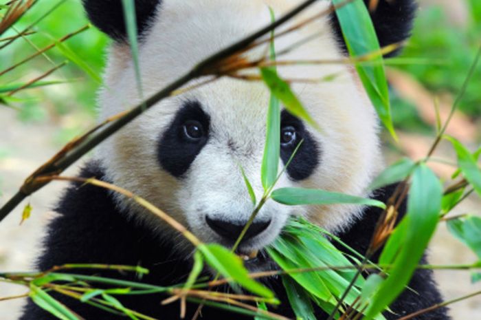 Populasi Panda Kian Meningkat - National Geographic