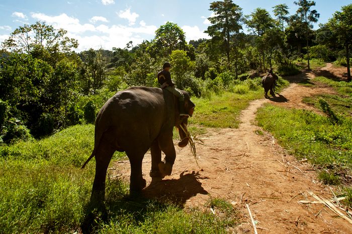 Taktik Baru Selamatkan Gajah: Takuti Mereka - National Geographic