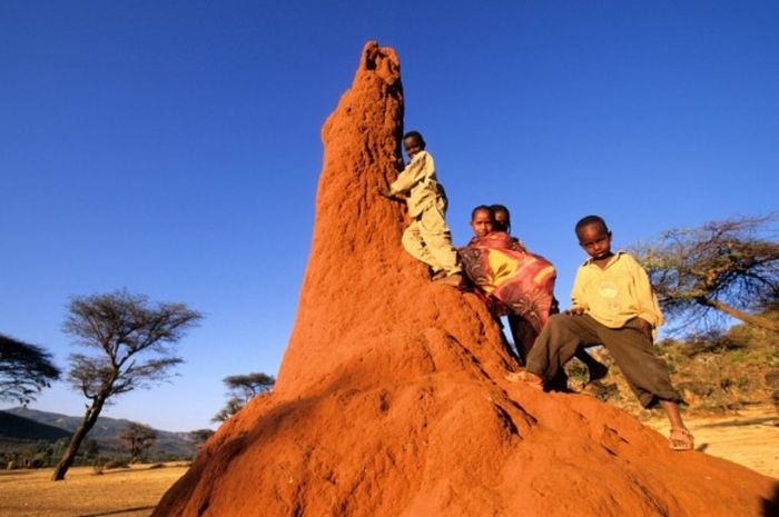 Fakta Unik Kotoran Rayap - National Geographic