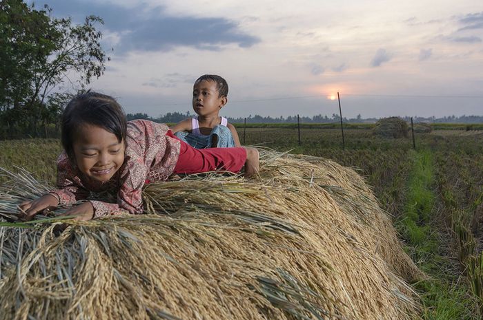 Jawa: Lumbung Padi dari Timur dan Pengekspor Permen Jahe Abad Ke-18 - National Geographic