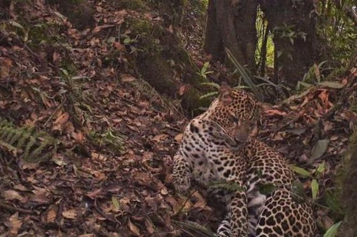 Macan Tutul Jawa, Riwayatmu Kini - National Geographic