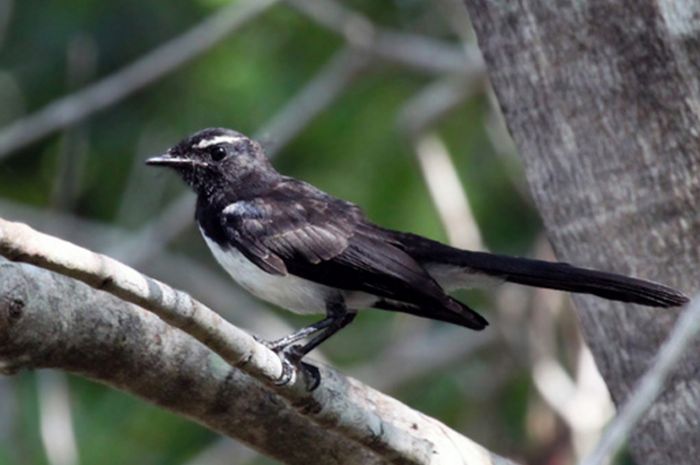 Burung Kipasan Kebun Punya Cerita dalam Mitologi Maluku Utara ...