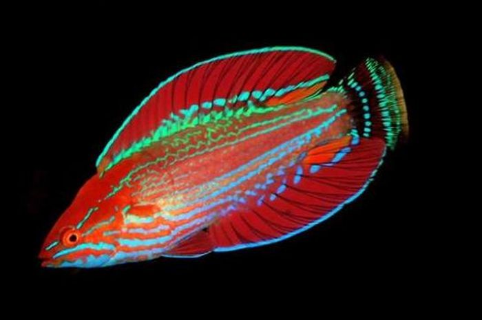 Peneliti Indonesia Diabadikan Jadi Nama Spesies Ikan Baru - National ...