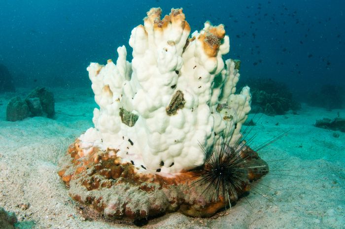 Kala Terumbu Karang Sumatera Barat Memutih... - National Geographic