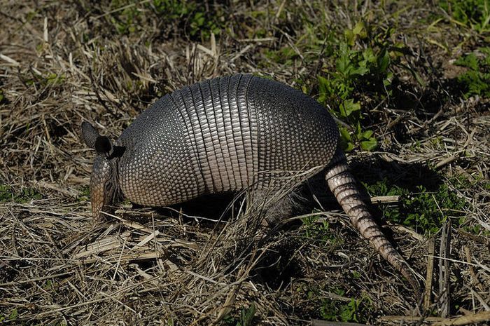 Armadillo Sebarkan Lepra di AS - National Geographic
