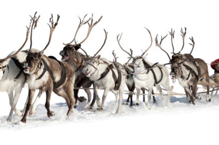 “Rusa Natal” yang Berjasa - National Geographic