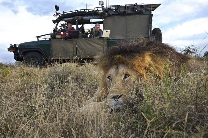 Saat Singa-singa Tanpa Taring dan Cakar Dikembalikan ke Alamnya ...