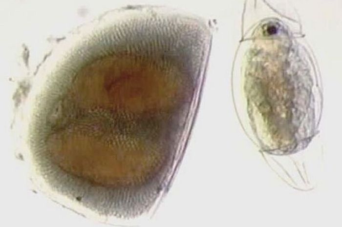 Telur Berusia 700 Tahun Ditetaskan - National Geographic